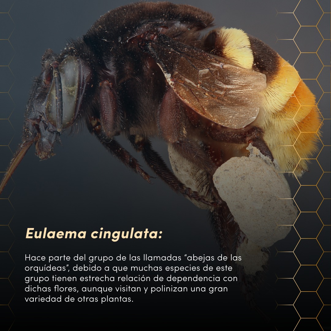 Abejas - Conoce su imporantancia para el ecosistema - Animal Bank