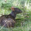 Venados colablanca, venado de páramo, venado conejo - Animal Bank