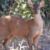 Venados colablanca, venado de páramo, venado conejo - Animal Bank